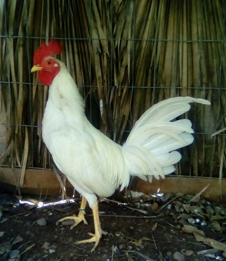 Descubre La Belleza Una Galería De Colores Y Características – Banca ...