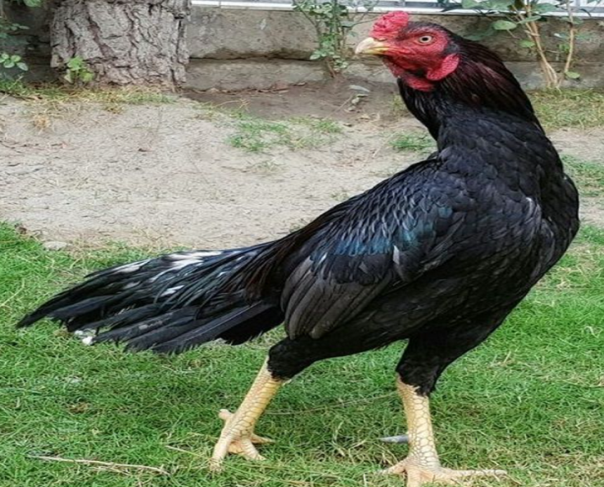 Cuantas Razas De Gallos De Peleas Existen – BancalosRebeldes