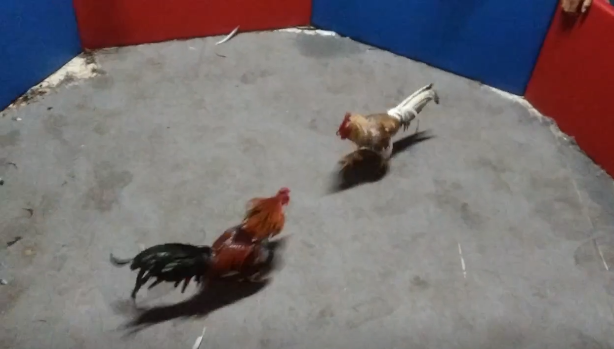 Botas de Gallos Club De Leones: Noviembre 2024 – Banca Los Rebeldes